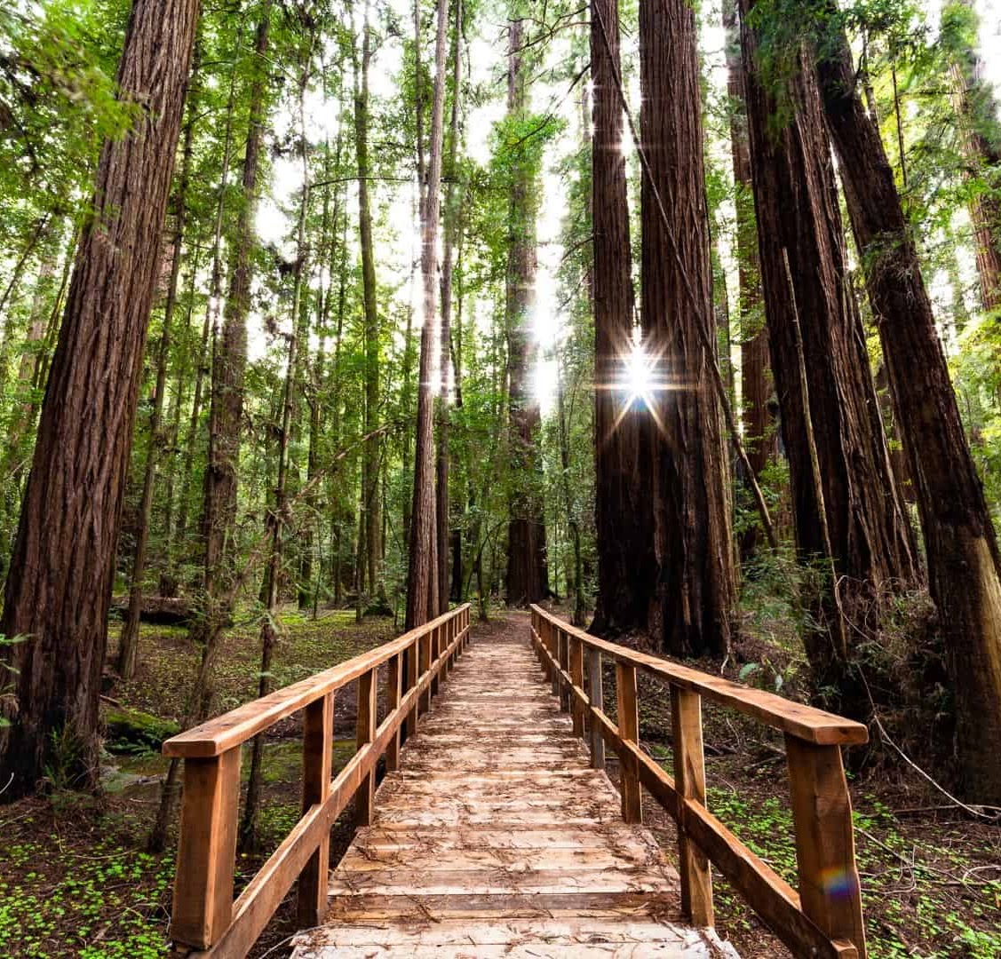 Redwoods, Earth Cycles and Climate Change - PORTS Program